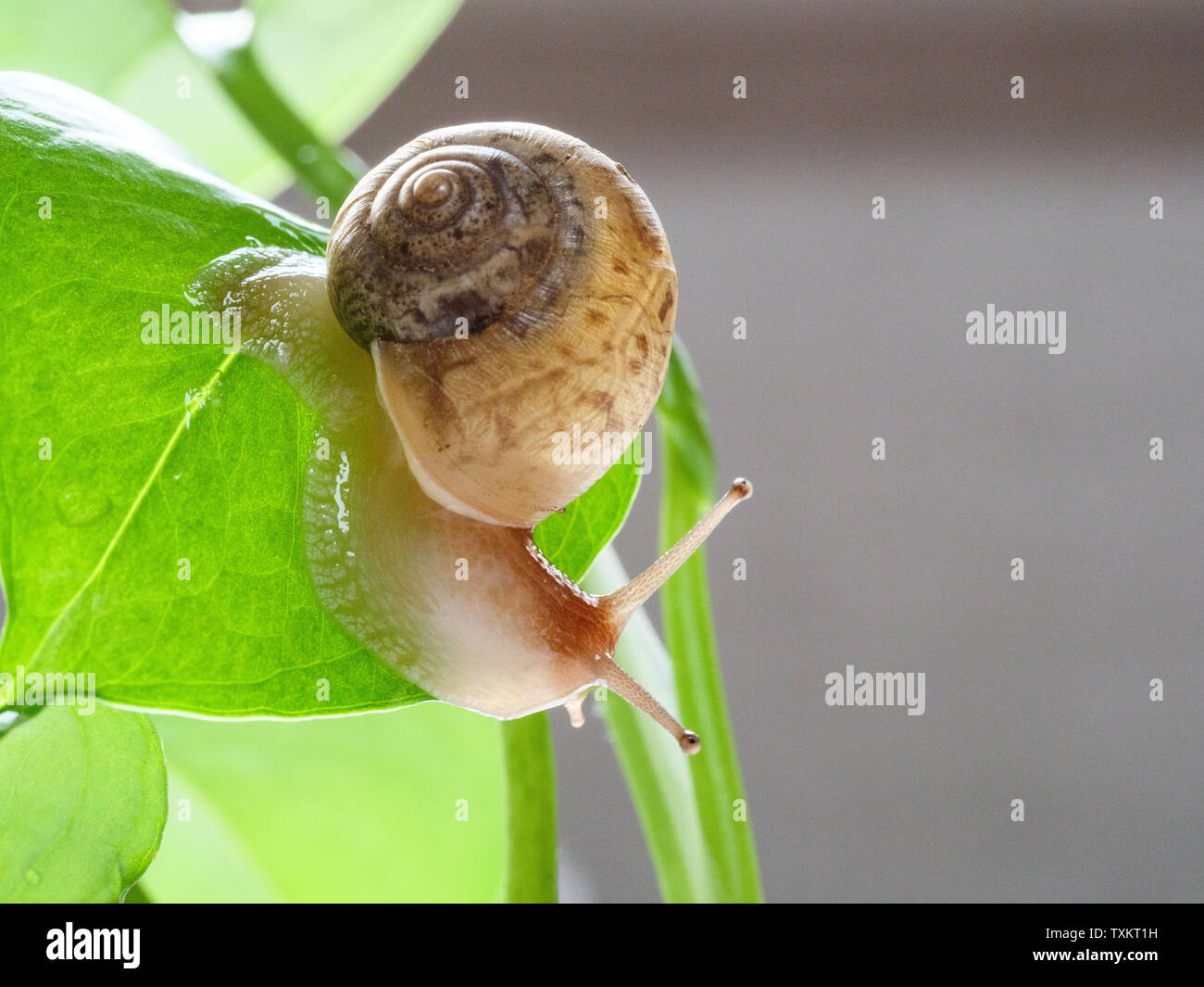 Mucus insects hi-res stock photography and images - Alamy