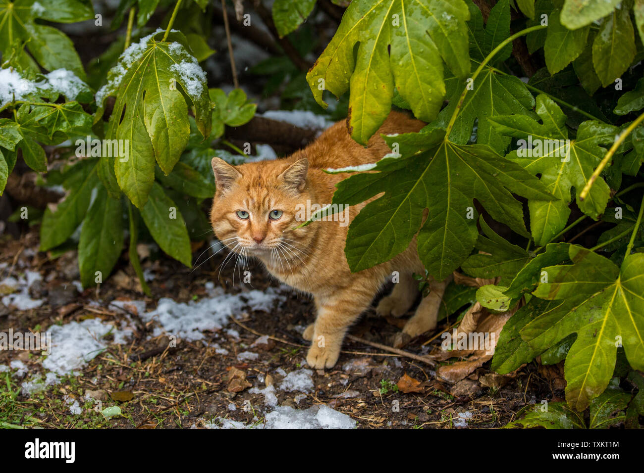 A wandering life Stock Photo - Alamy