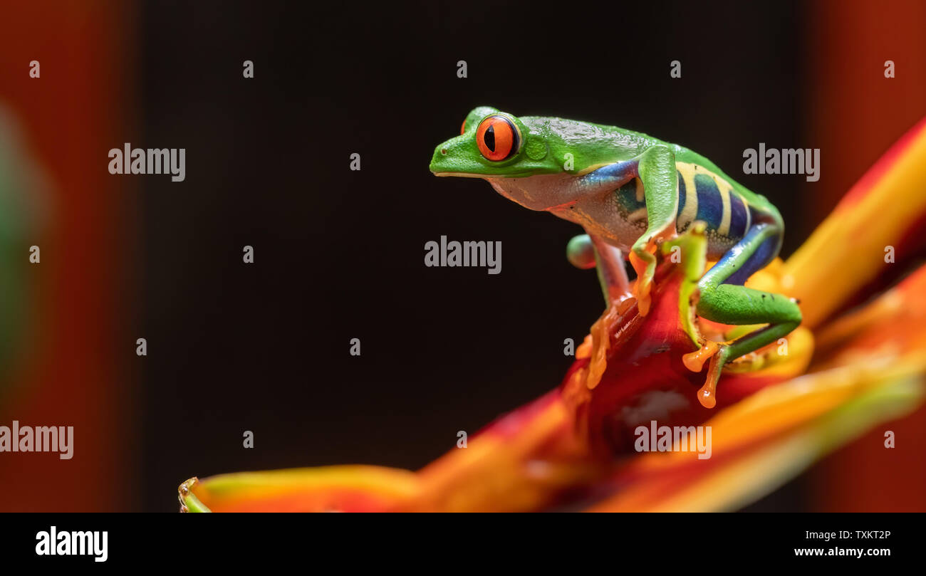 Red Eyed Tree Frog in Costa Rica Stock Photo - Alamy