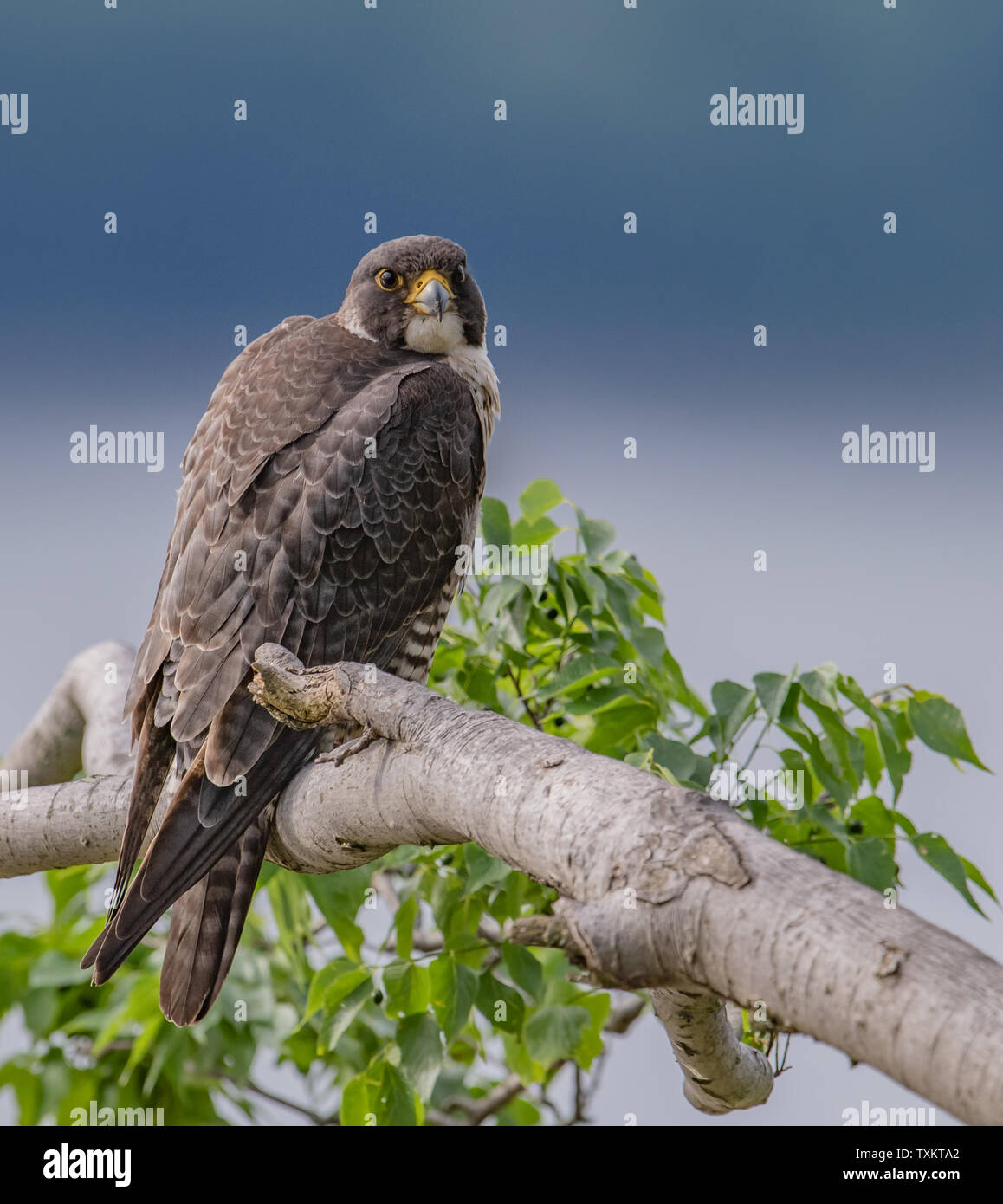 Falcon on tree branch hi-res stock photography and images - Alamy
