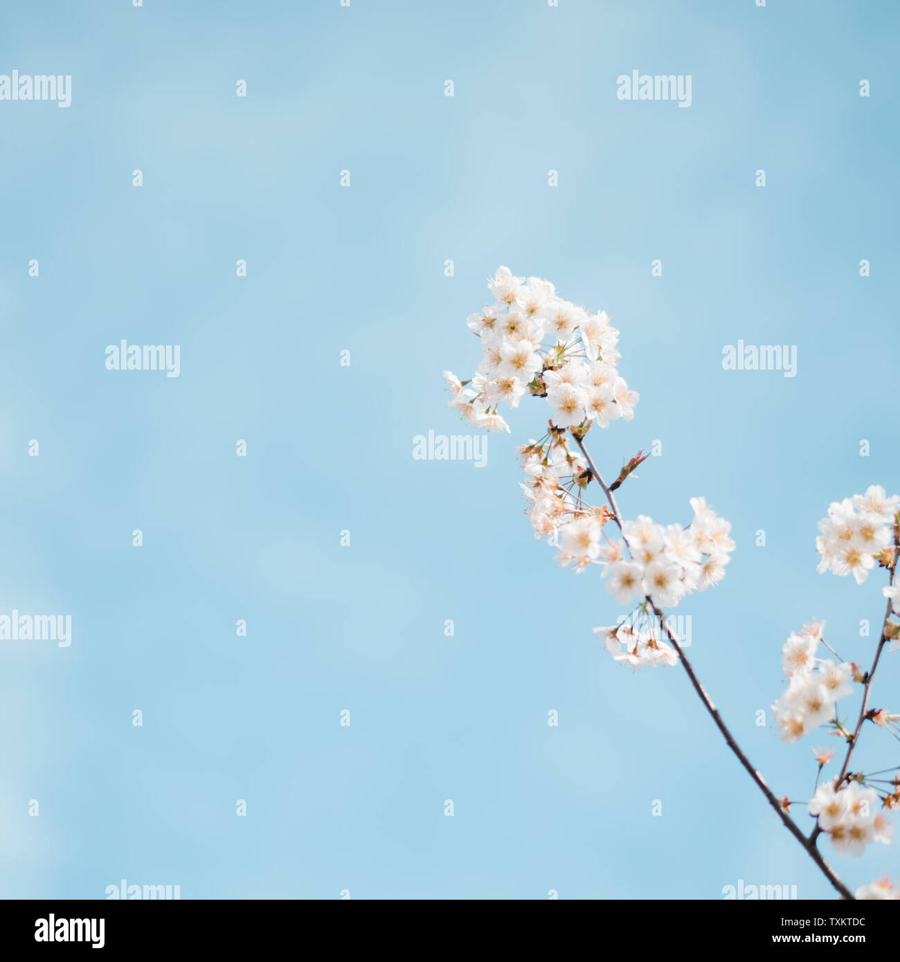 Chun sun hi-res stock photography and images - Alamy