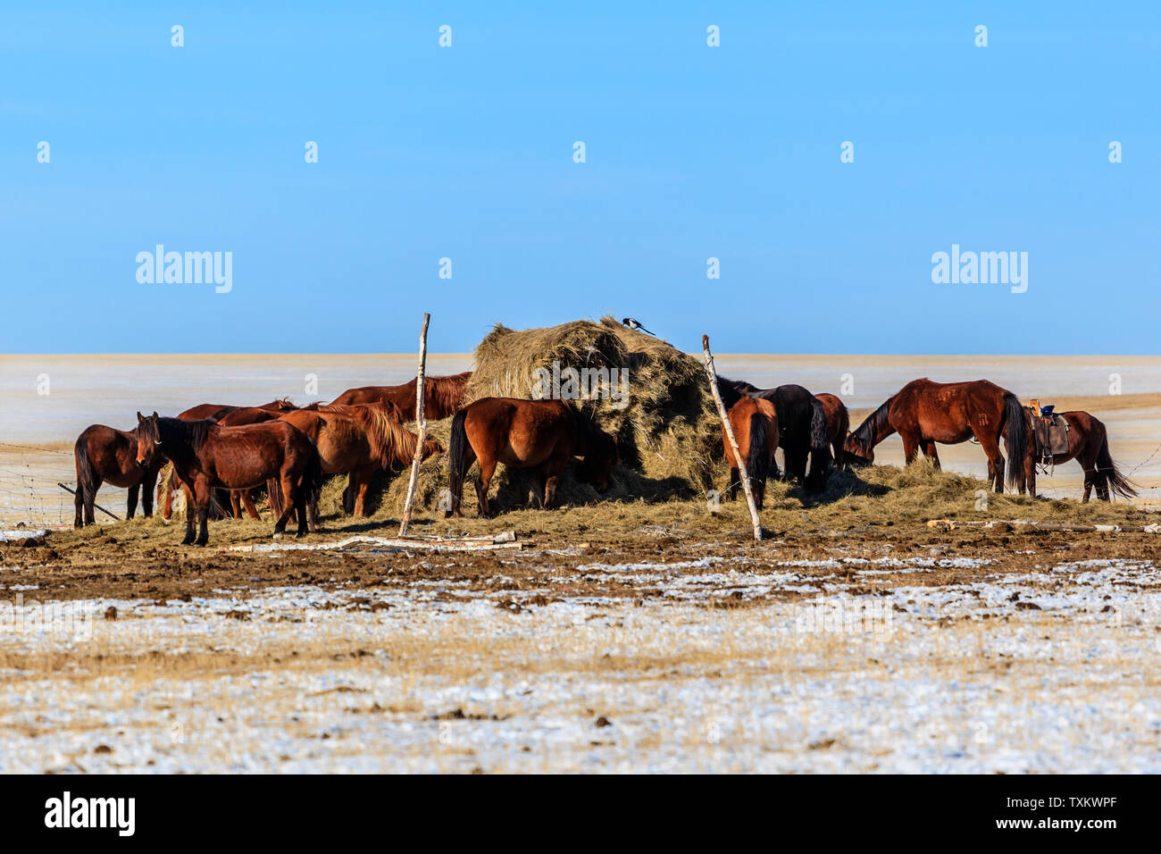 Hailar prairie tribe Stock Photo - Alamy