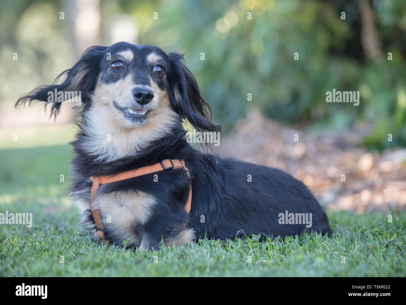 Dachshund Dachshund Dachshun Stock Photo - Alamy