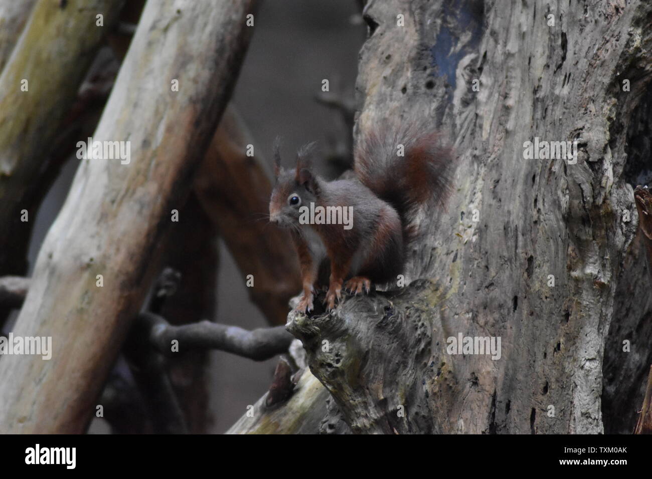 Endangered rodent hi-res stock photography and images - Alamy