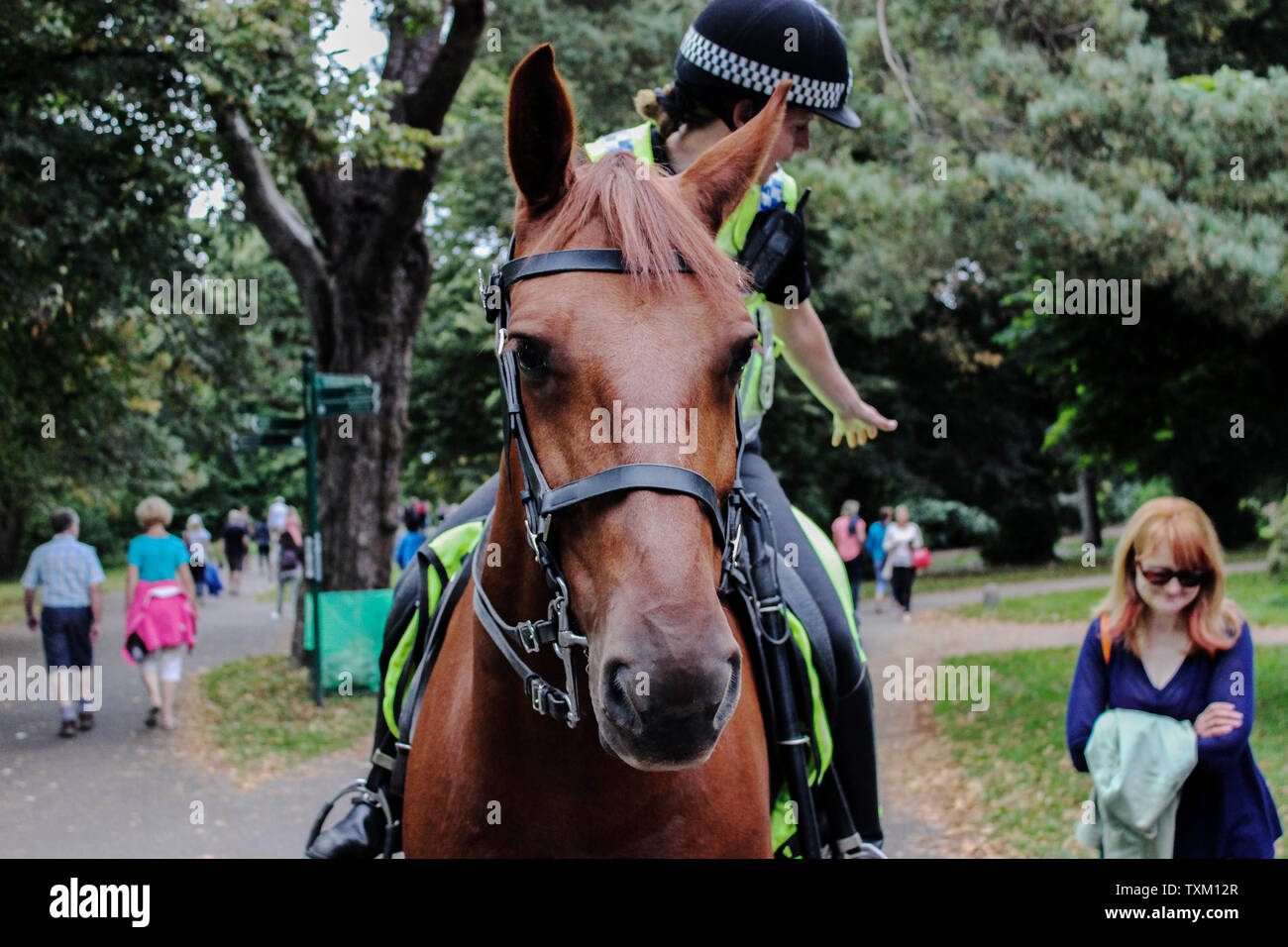 April 2019, Cardiff, Wales. Close up of brown & grey Horses of Two ...