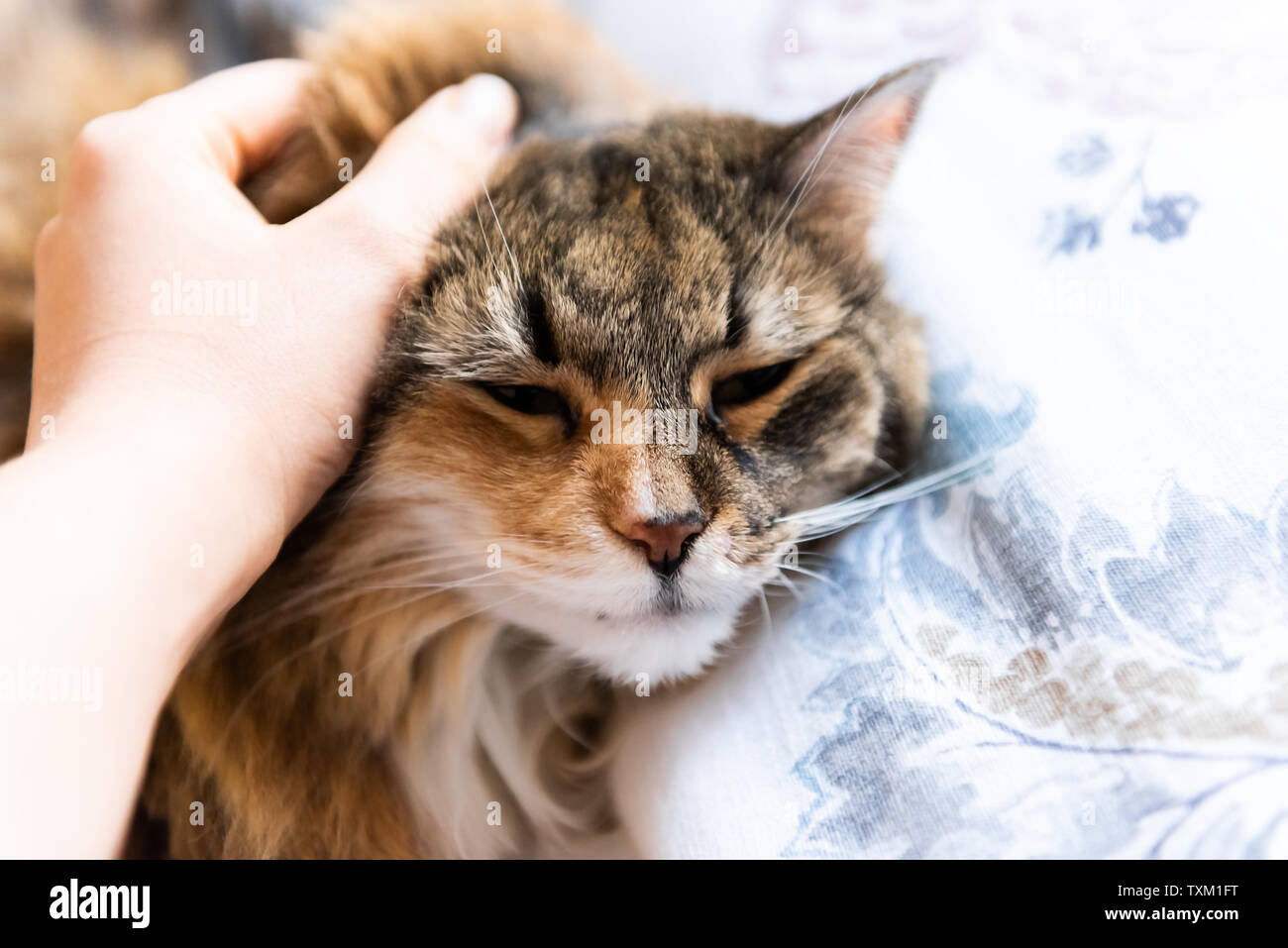 Closeup portrait of cute sad calico cat lying on bed in bedroom room ...