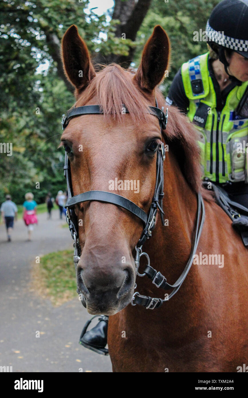 April 2019, Cardiff, Wales. Close up of brown & grey Horses of Two ...