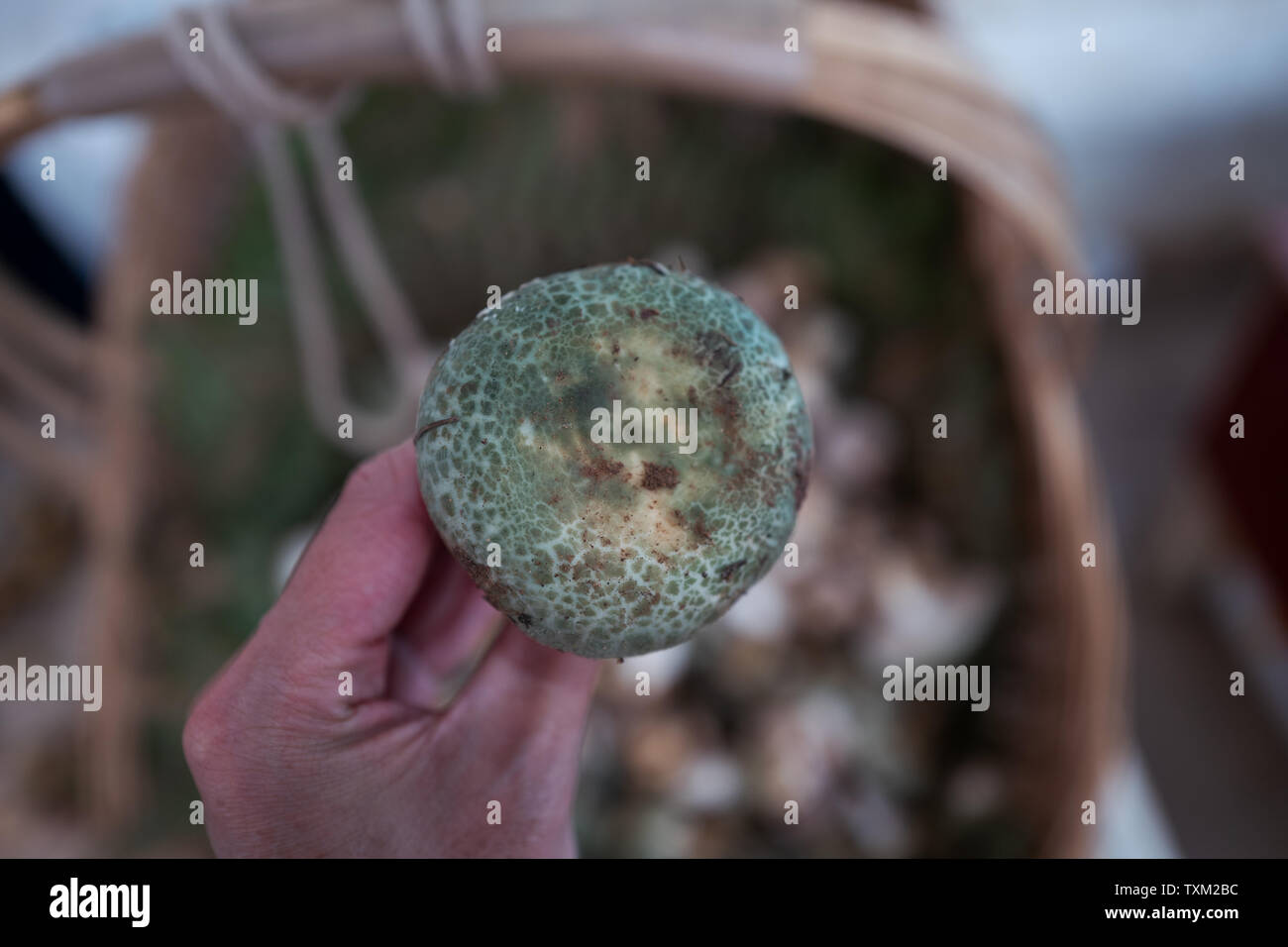 Fresh wild edible bacteria with dirt Stock Photo - Alamy