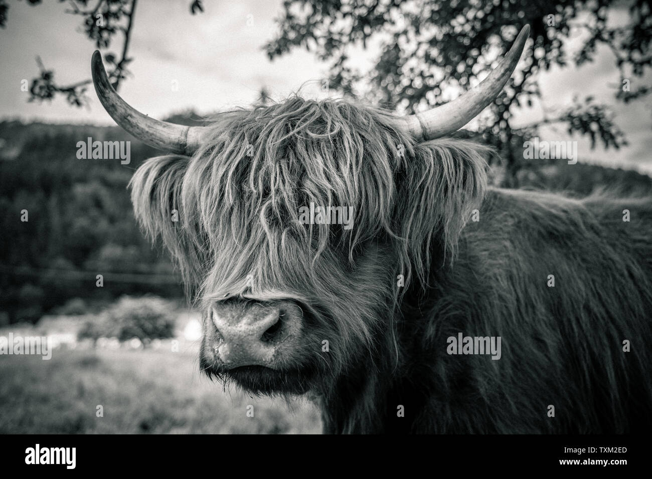 highland cow on meadow in kinzig valley, black forest, germany Stock ...