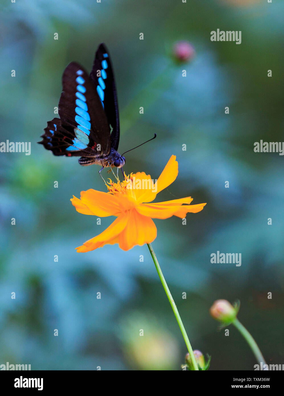 Butterfly crest hi-res stock photography and images - Alamy