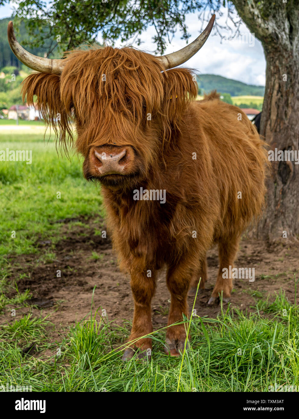 highland cow on meadow in kinzig valley, black forest, germany Stock ...