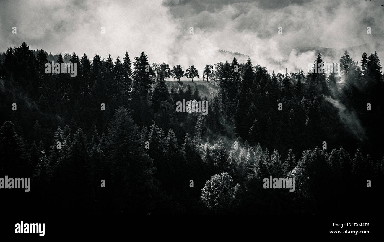 view on mystic trees in black forest, germany Stock Photo - Alamy