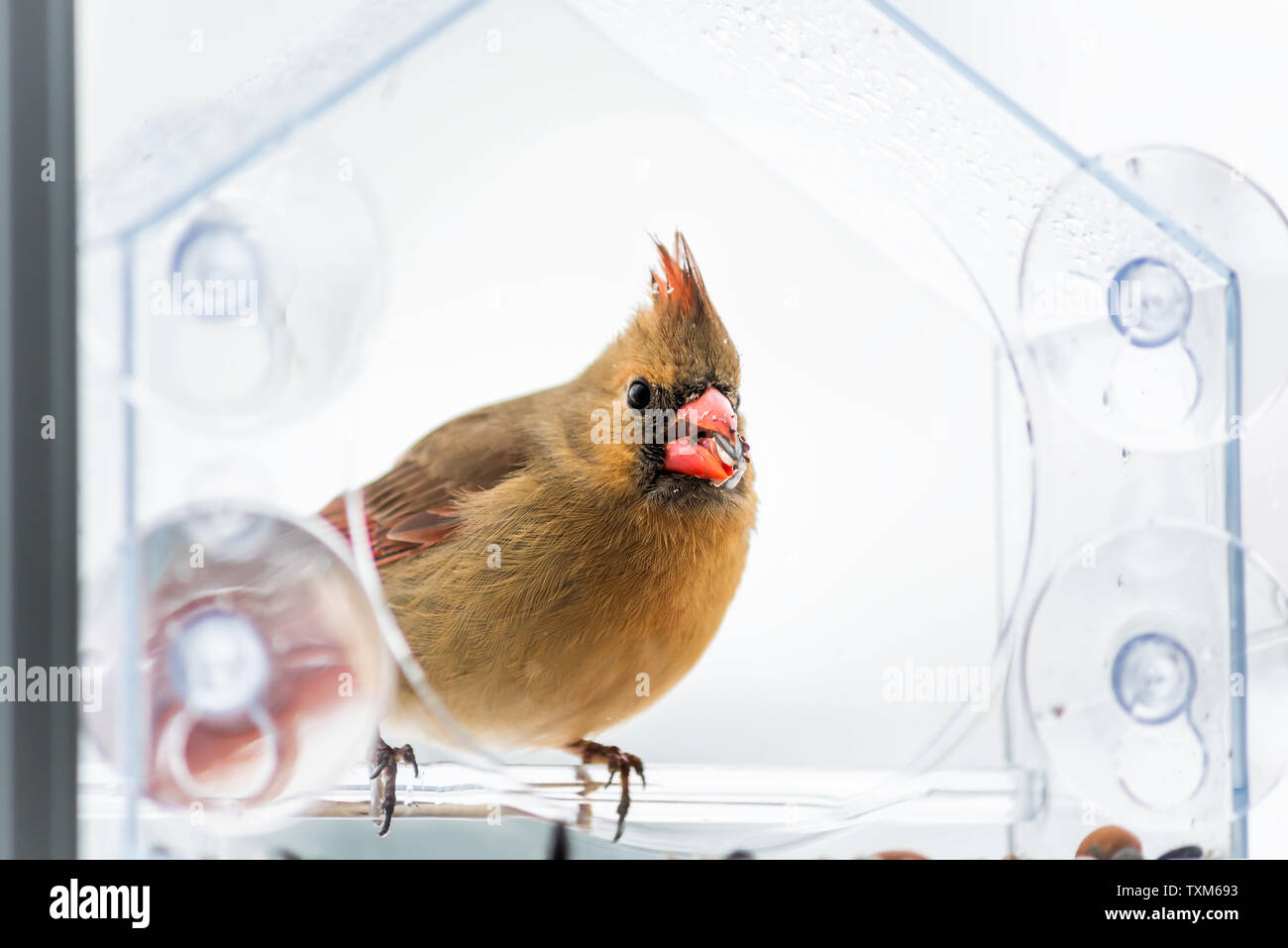 Cracking seeds hi-res stock photography and images - Alamy