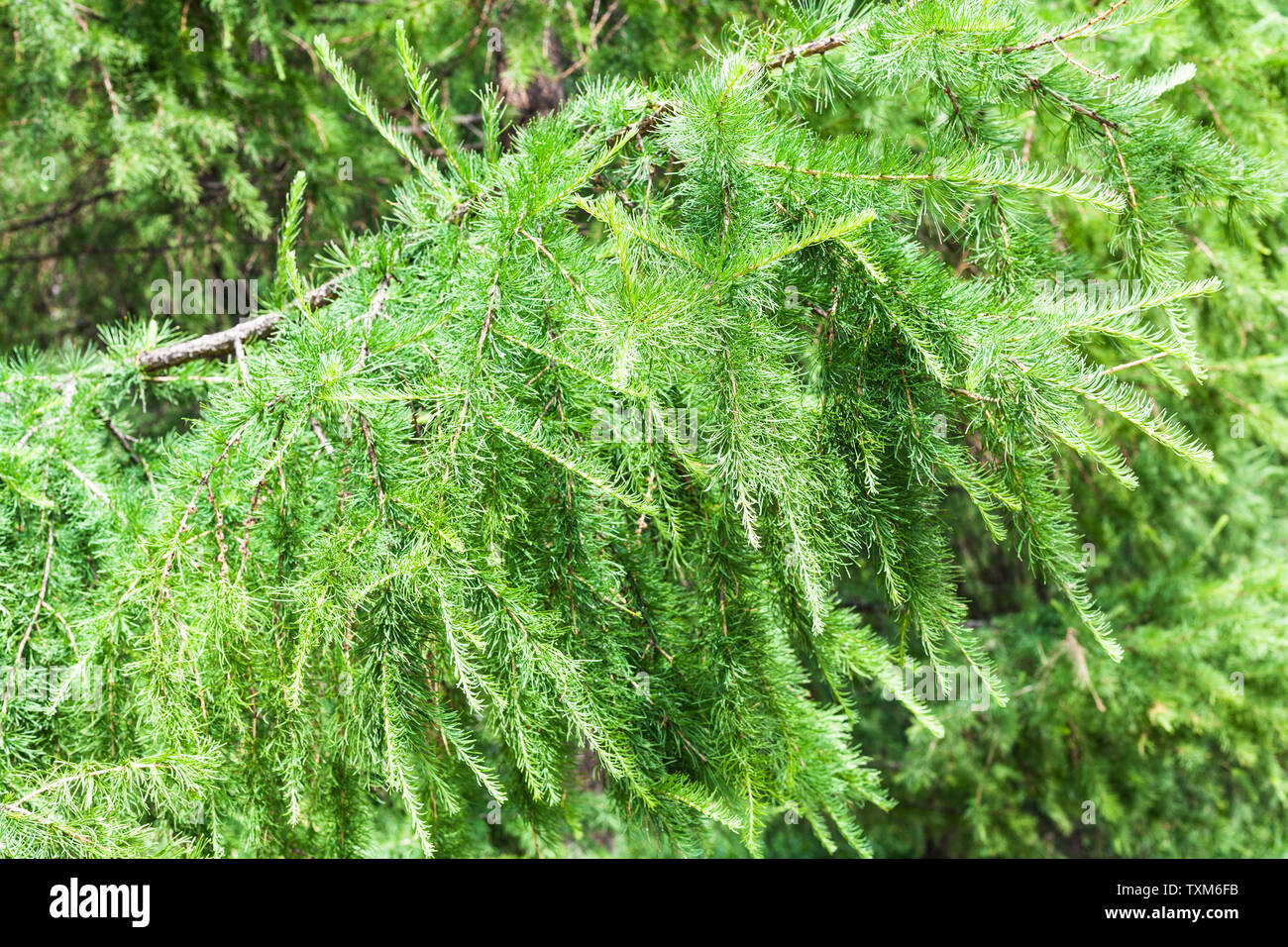 Russian summer forest hi-res stock photography and images - Alamy