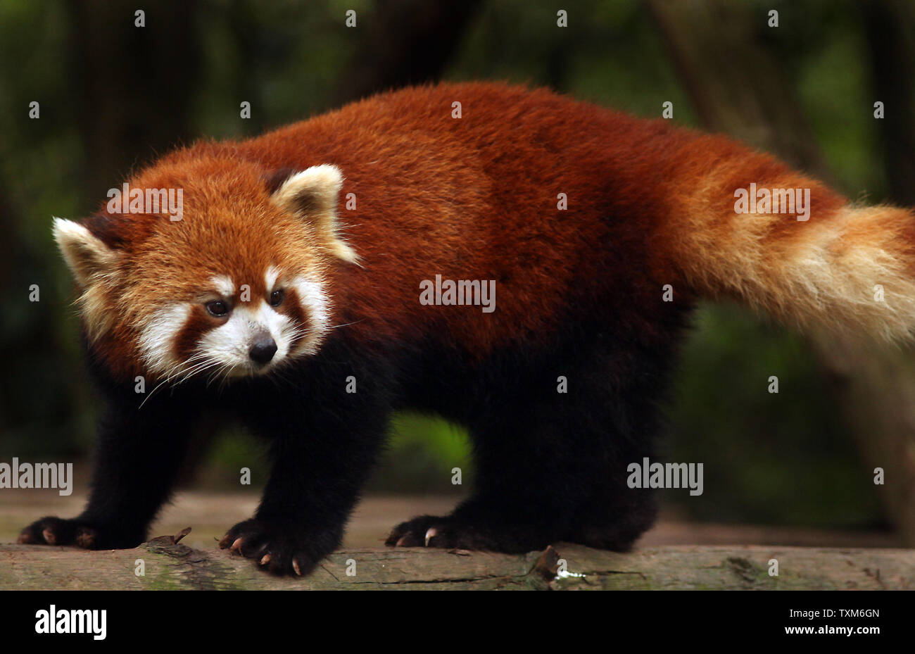 Red pandas, an endangered species, are raised in captivity at the ...