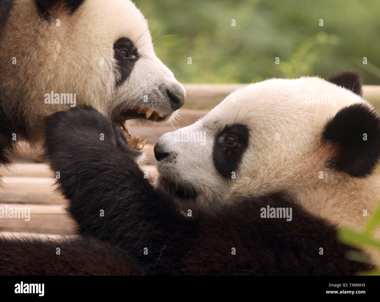 Giant pandas, an endangered species, are raised in captivity at the ...