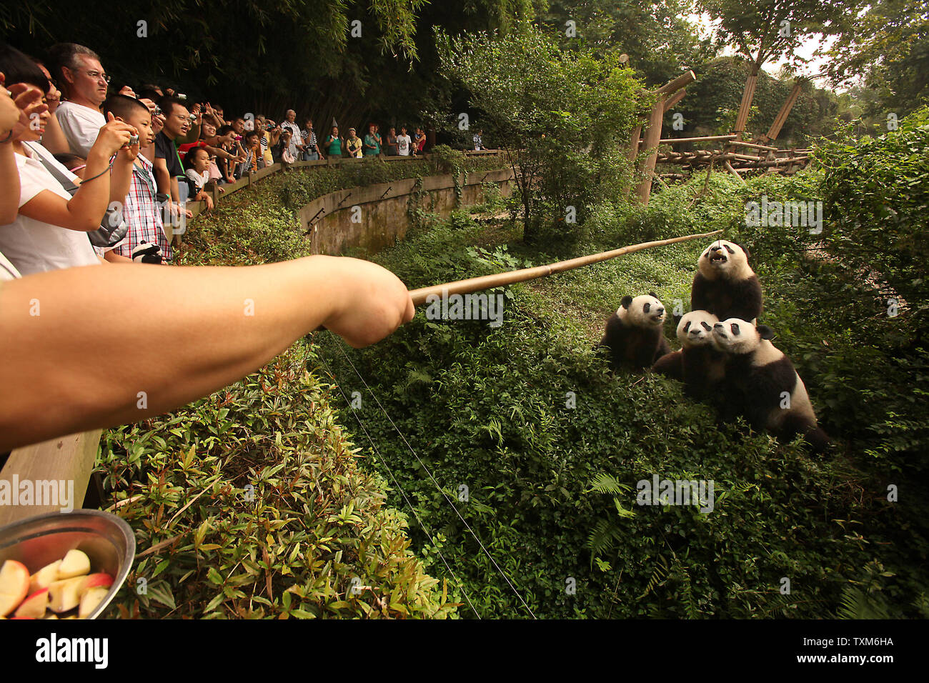 Giant pandas, an endangered species, are raised in captivity at the ...