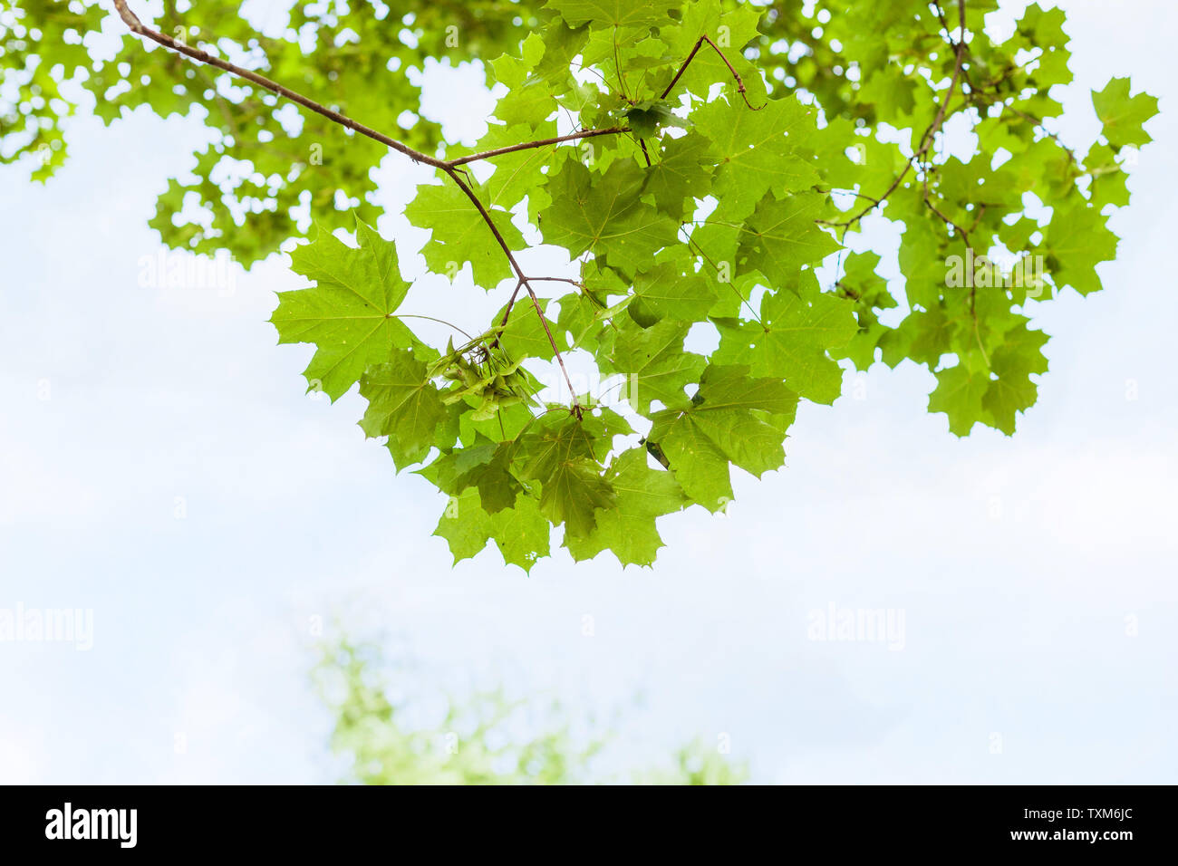 natural green branch of field maple tree with blue sky background Stock ...