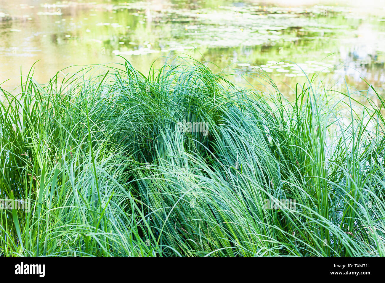 Grass on riverbank hi-res stock photography and images - Alamy