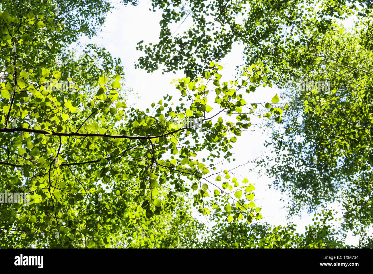 natural background - green branch of poplar tree in forest in summer ...