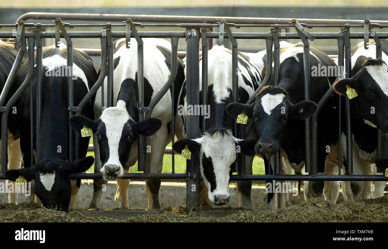 Mad cow disease us hi-res stock photography and images - Alamy