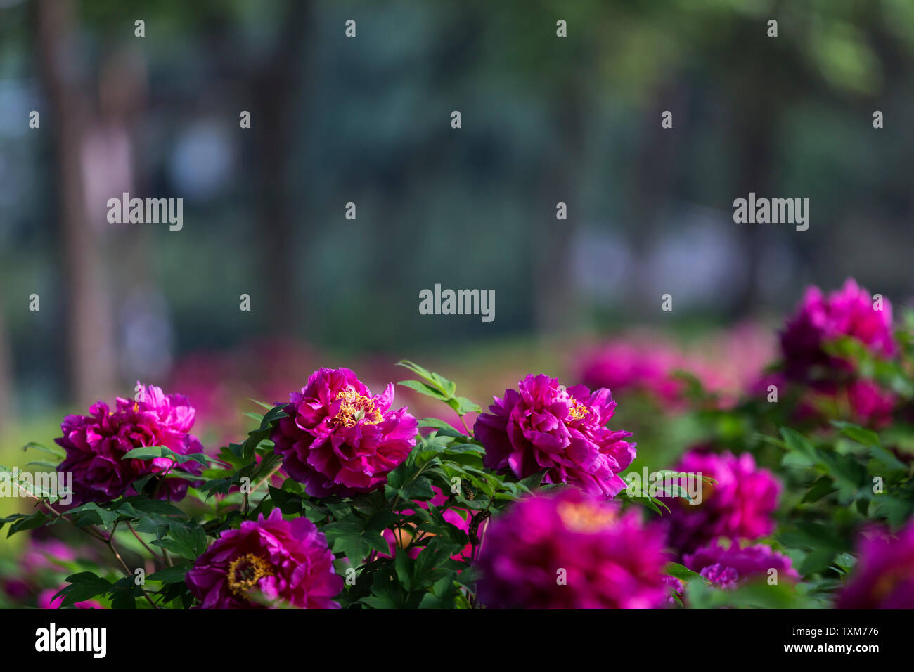 Sui and Tang Botanical Garden, Luoyang, Henan Province Stock Photo - Alamy