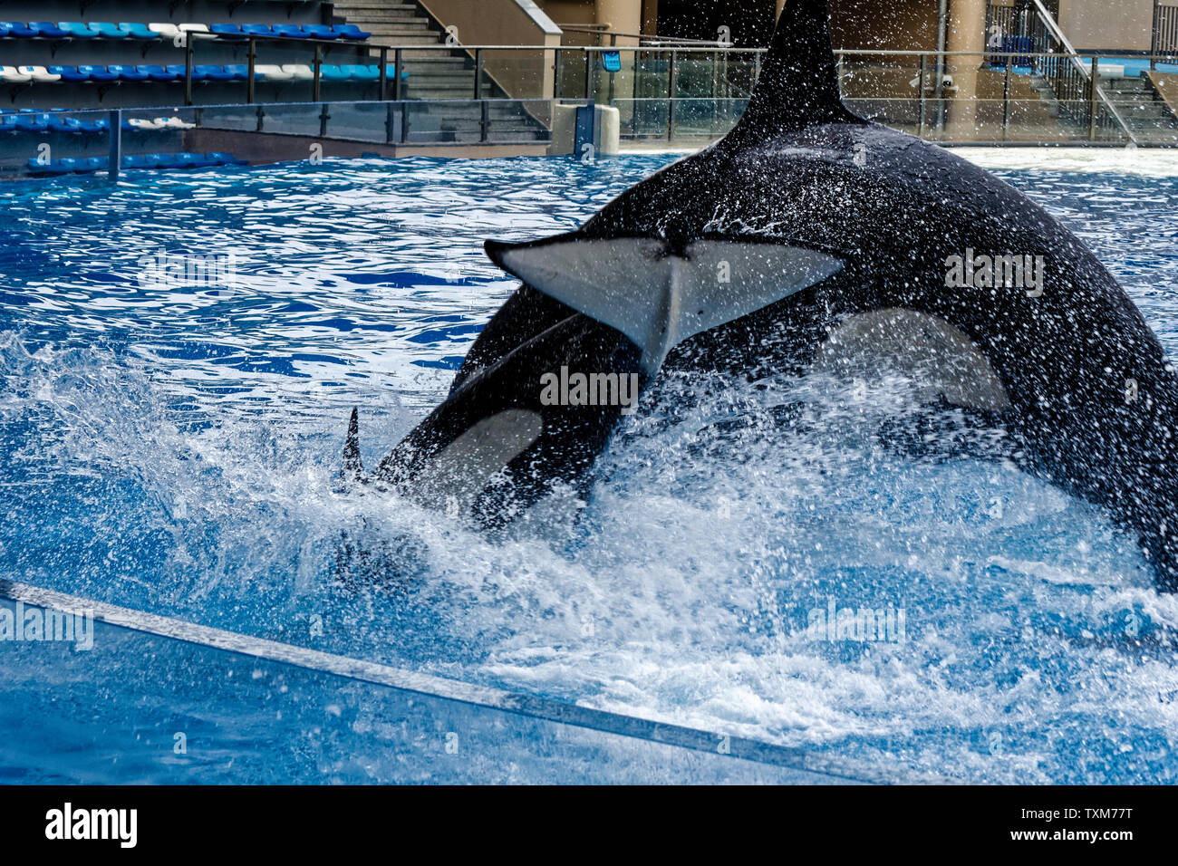Haichang Ocean Park orca performance in Shanghai Stock Photo - Alamy