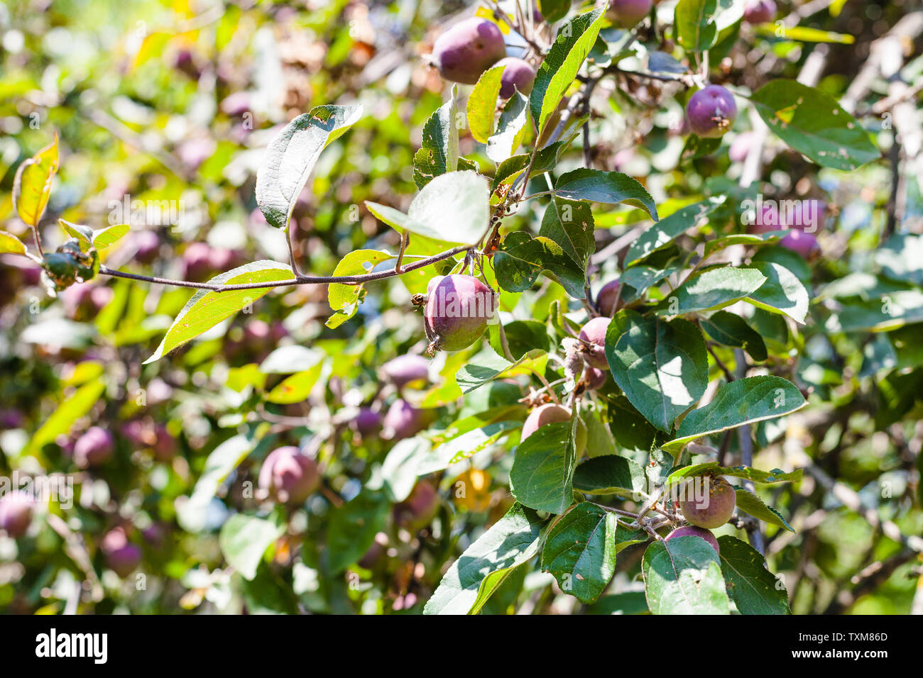 Wild pear tree hi-res stock photography and images - Alamy