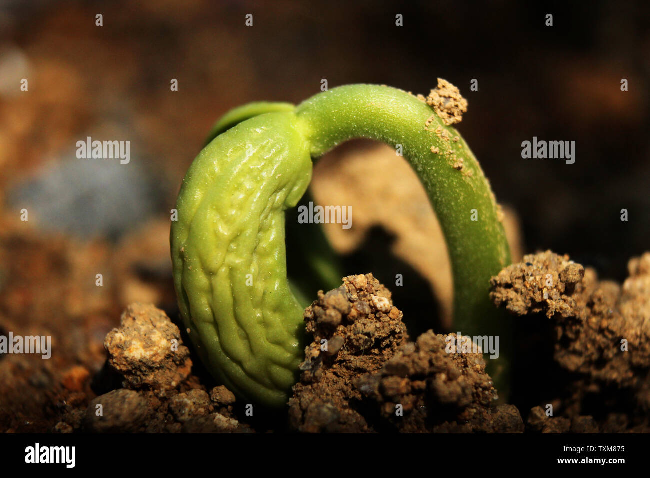 Leguminous plants hi-res stock photography and images - Alamy