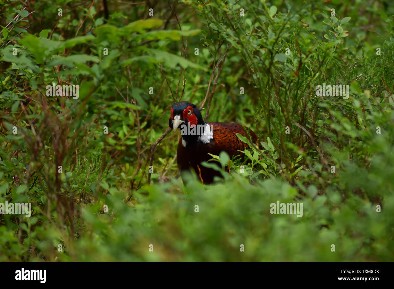 Pheasant in woodland Stock Photo - Alamy