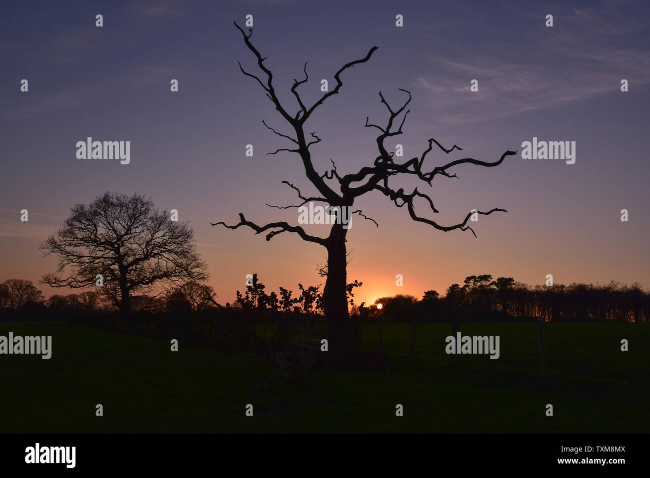 Dead oak tree silhouette sunset hi-res stock photography and images - Alamy