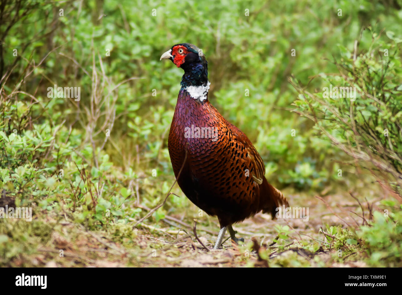 Curious pheasant hi-res stock photography and images - Alamy