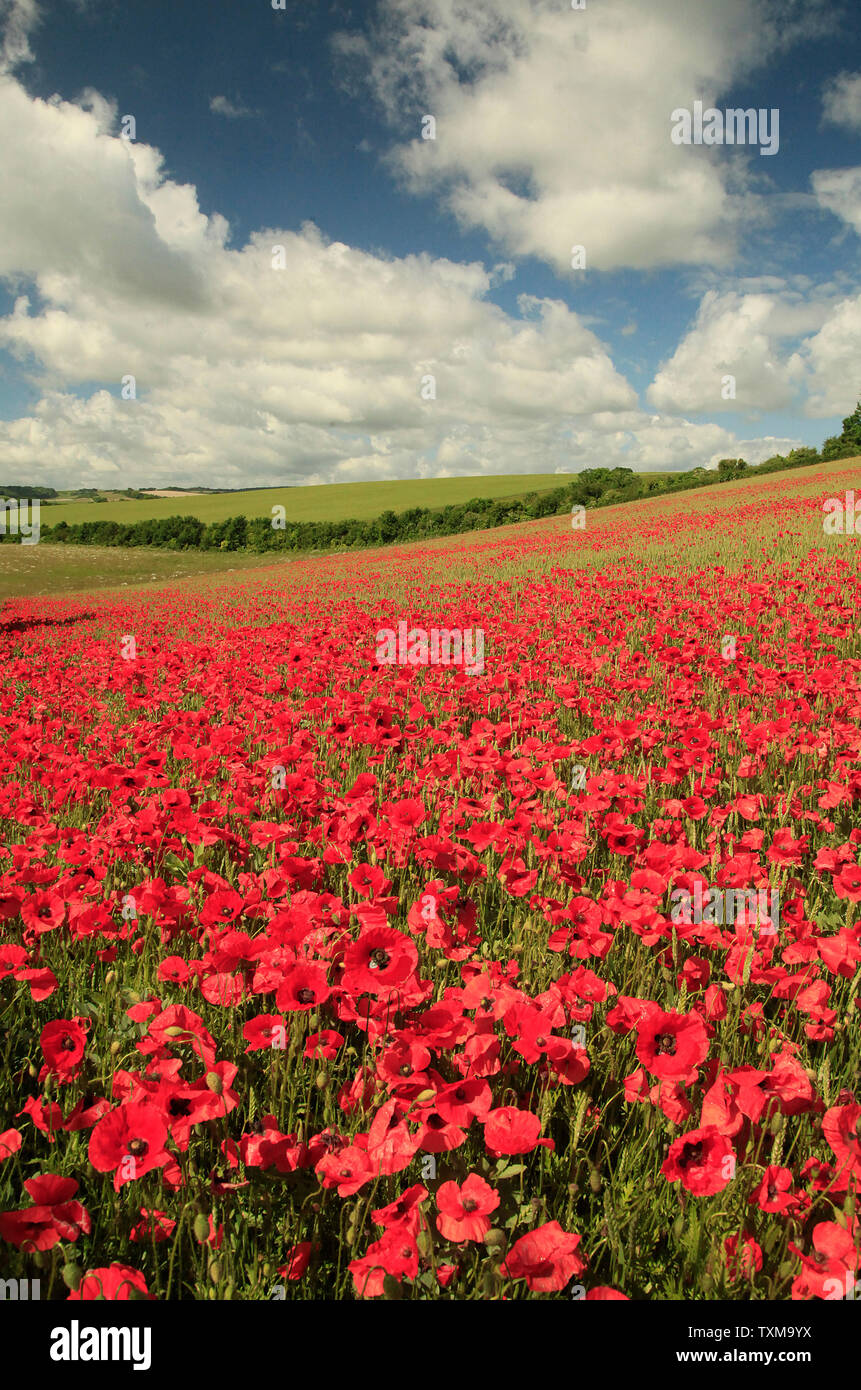 Memorial at legion field hi-res stock photography and images - Alamy