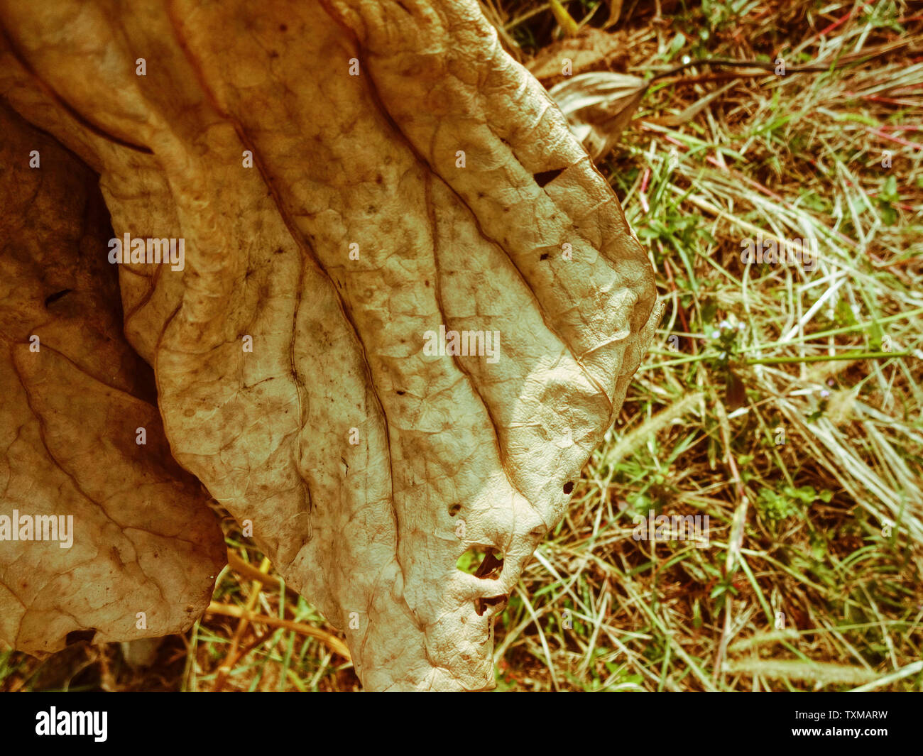 Withered lotus leaf hi-res stock photography and images - Alamy