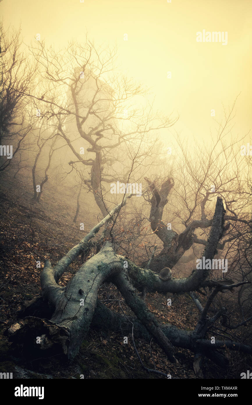 Misty forest in the Demerdzhi mountain range in the Valley of ghosts ...