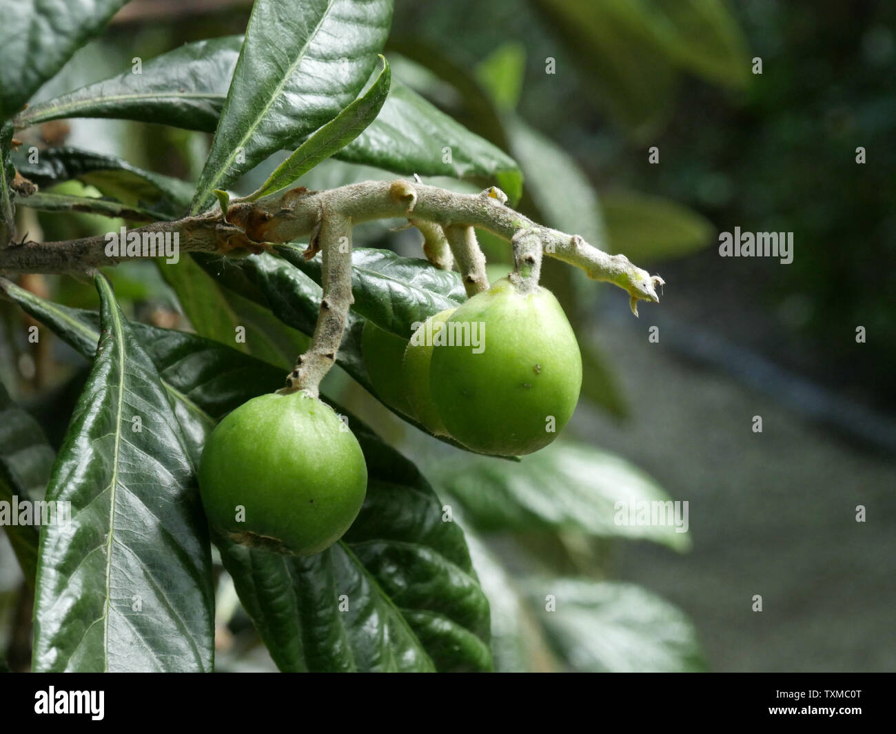 Ficus family hi-res stock photography and images - Alamy