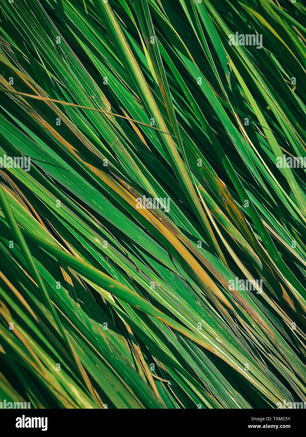 Autumn thatch texture Stock Photo - Alamy