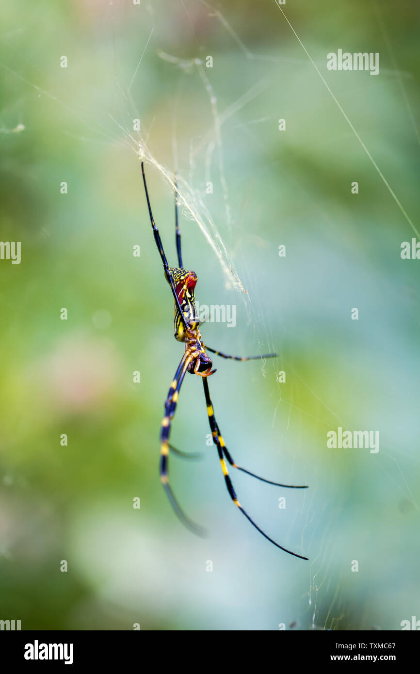 Spiders on the web Stock Photo - Alamy