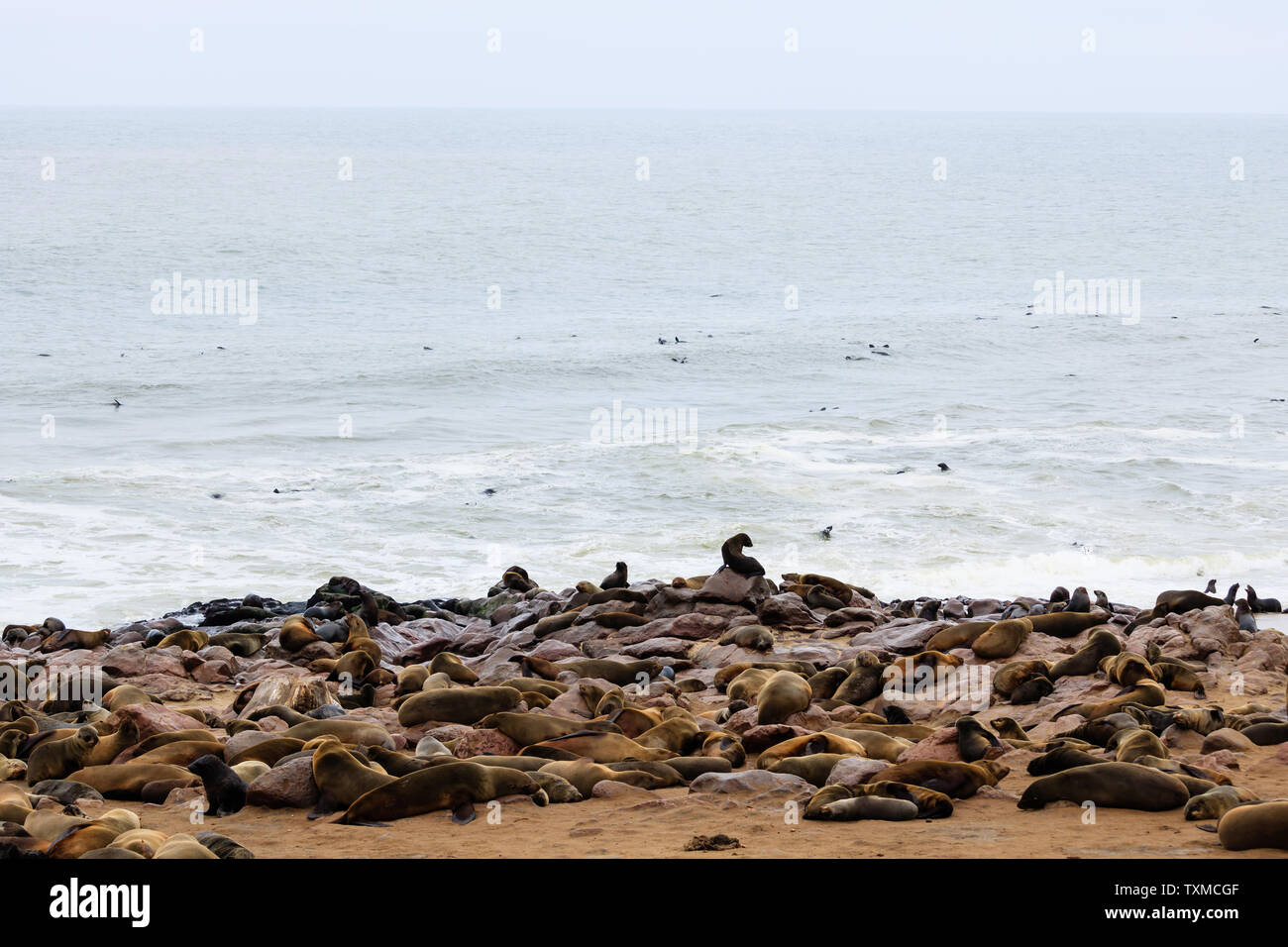 Seals colony in Cape Cross, Namibia Stock Photo - Alamy