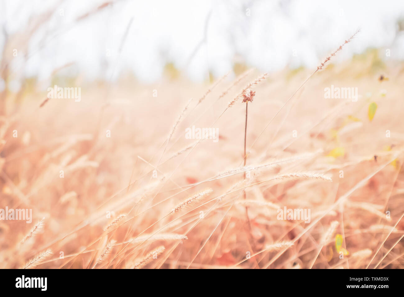 Autumn dog tail grass Stock Photo - Alamy
