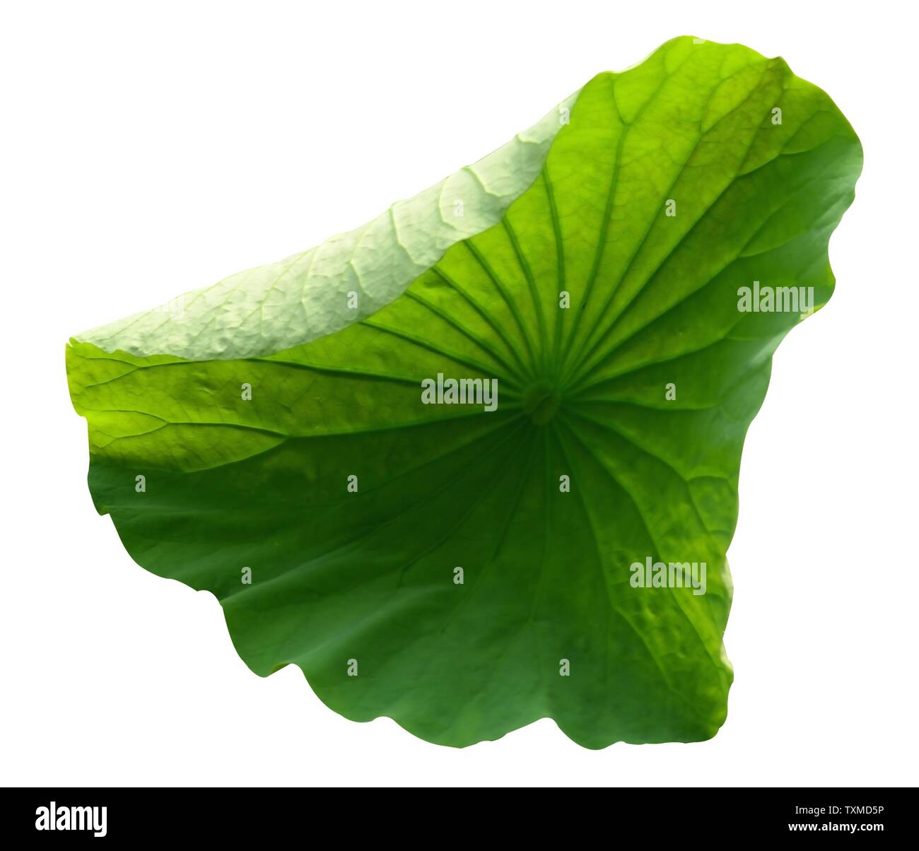 Lotus leaf shape close-up Stock Photo - Alamy