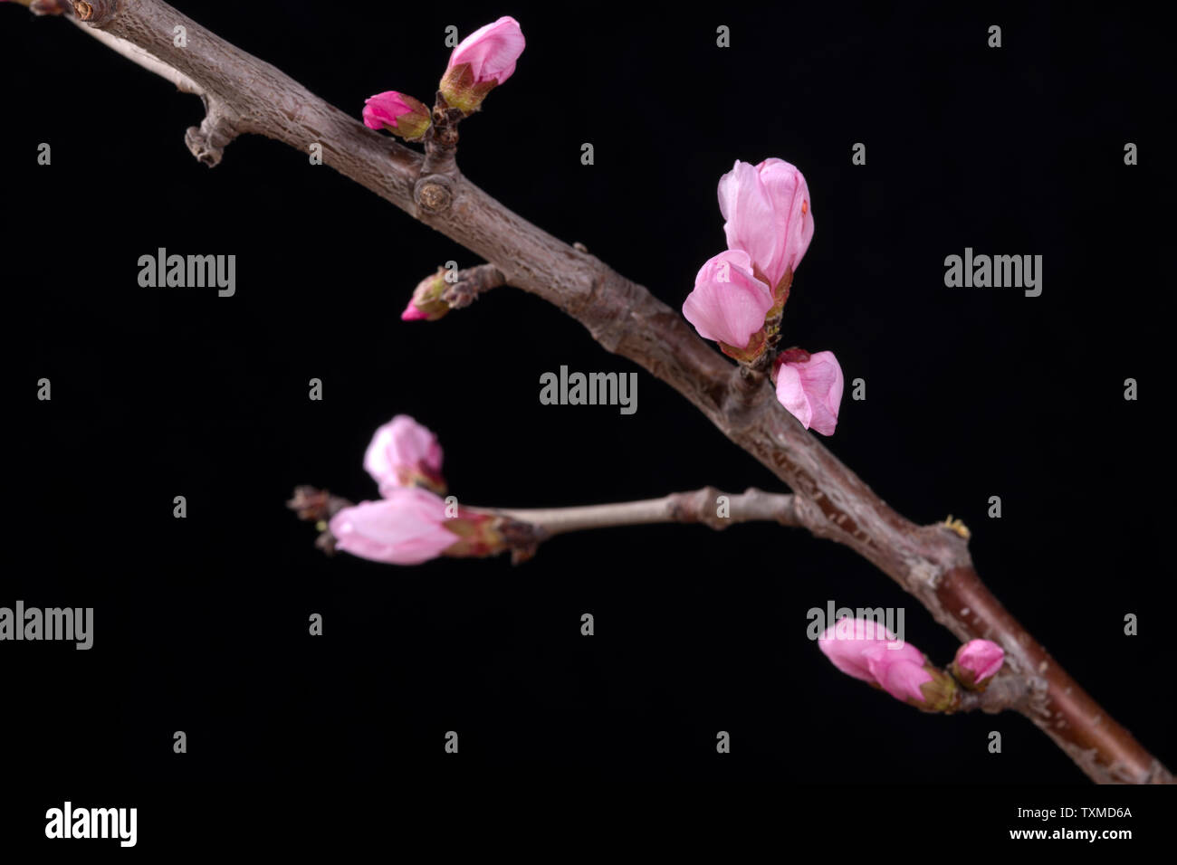Peach tree branch Stock Photo - Alamy