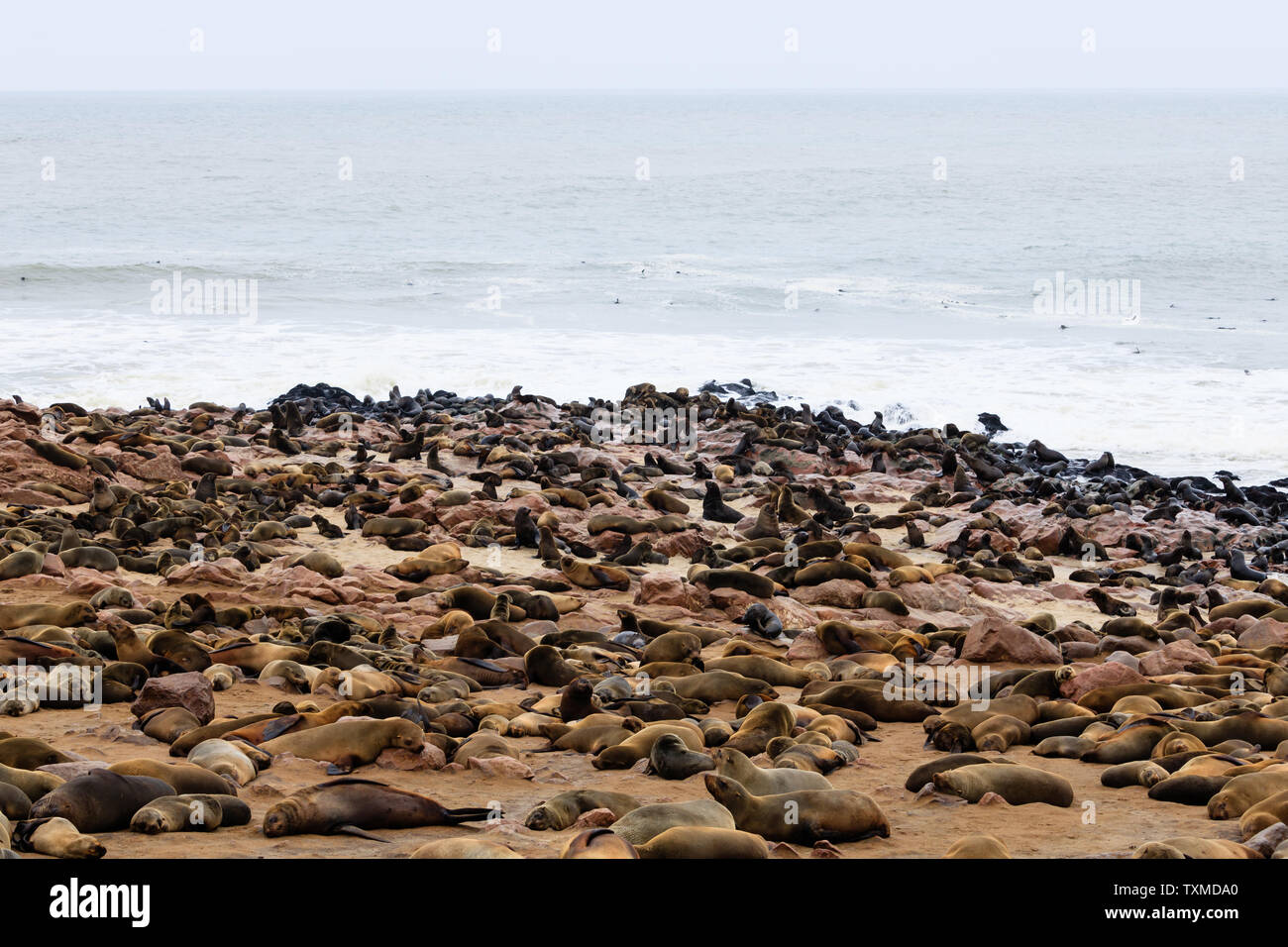 Seals colony in Cape Cross, Namibia Stock Photo - Alamy