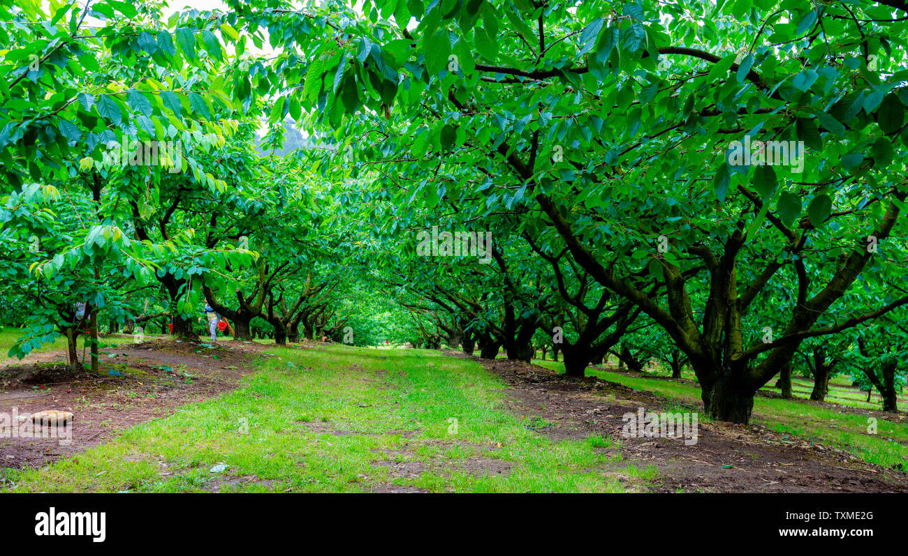 Che Li Zi 1 Stock Photo - Alamy