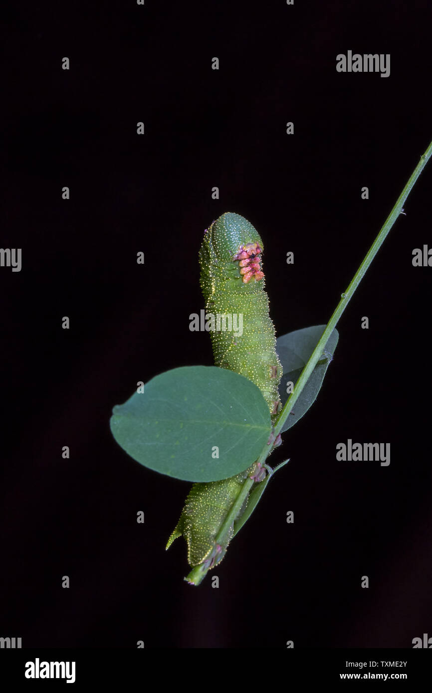 Larvae of various moths Stock Photo - Alamy