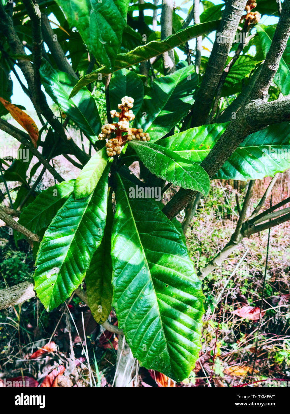Leaves of loquat trees Stock Photo - Alamy