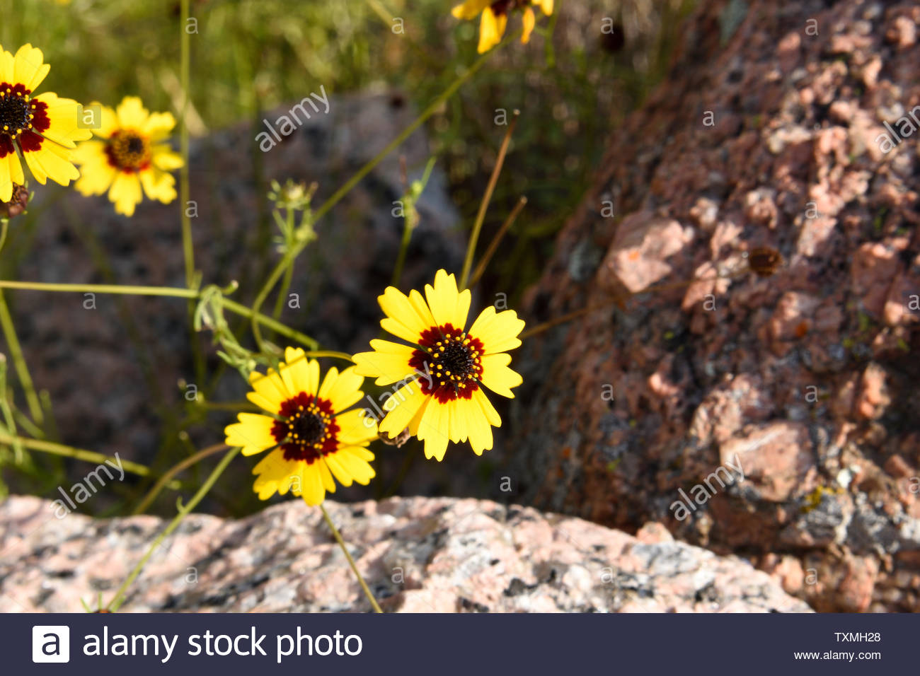 Calliopsis Tickseed High Resolution Stock Photography and Images - Alamy