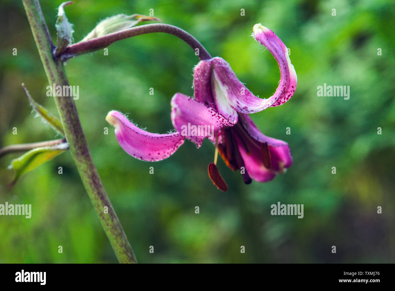 Wild flowers in a meadow in nature in the rays of sunlight in summer ...