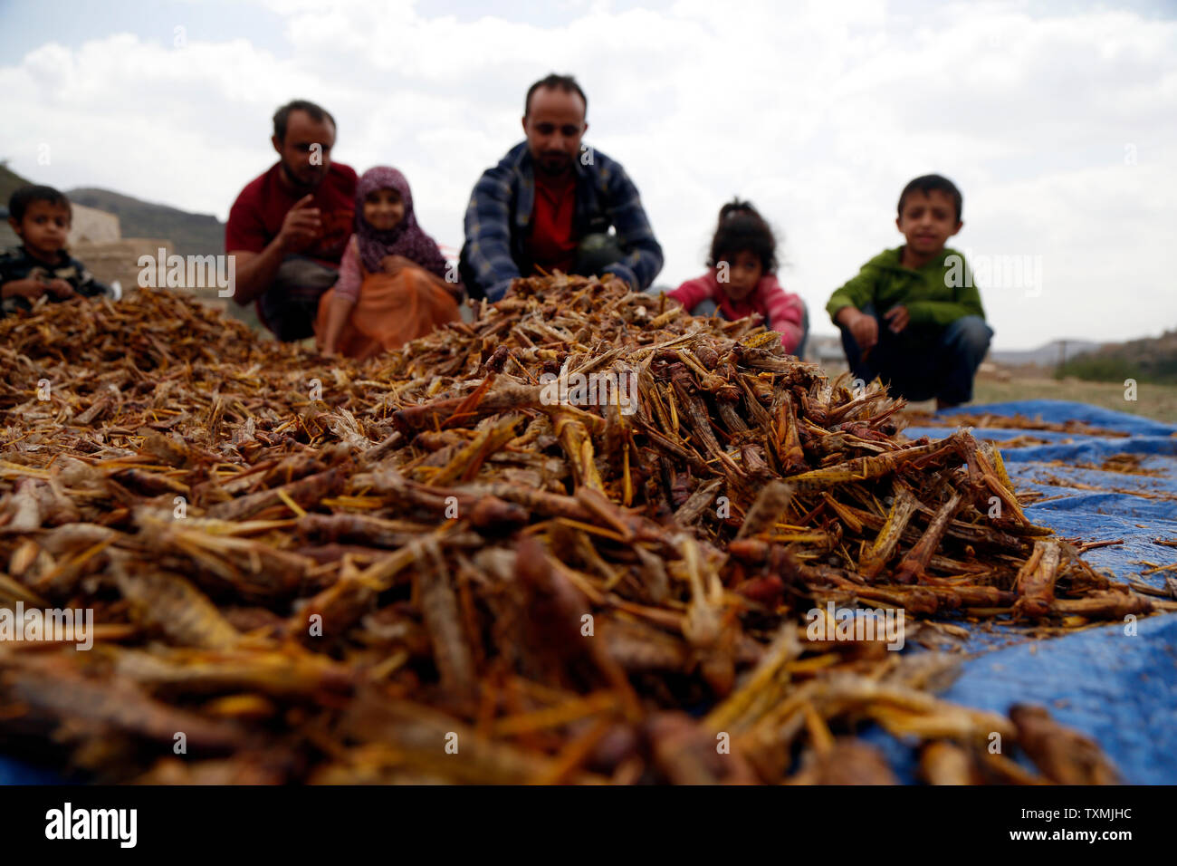 Locusts as food hi-res stock photography and images - Alamy