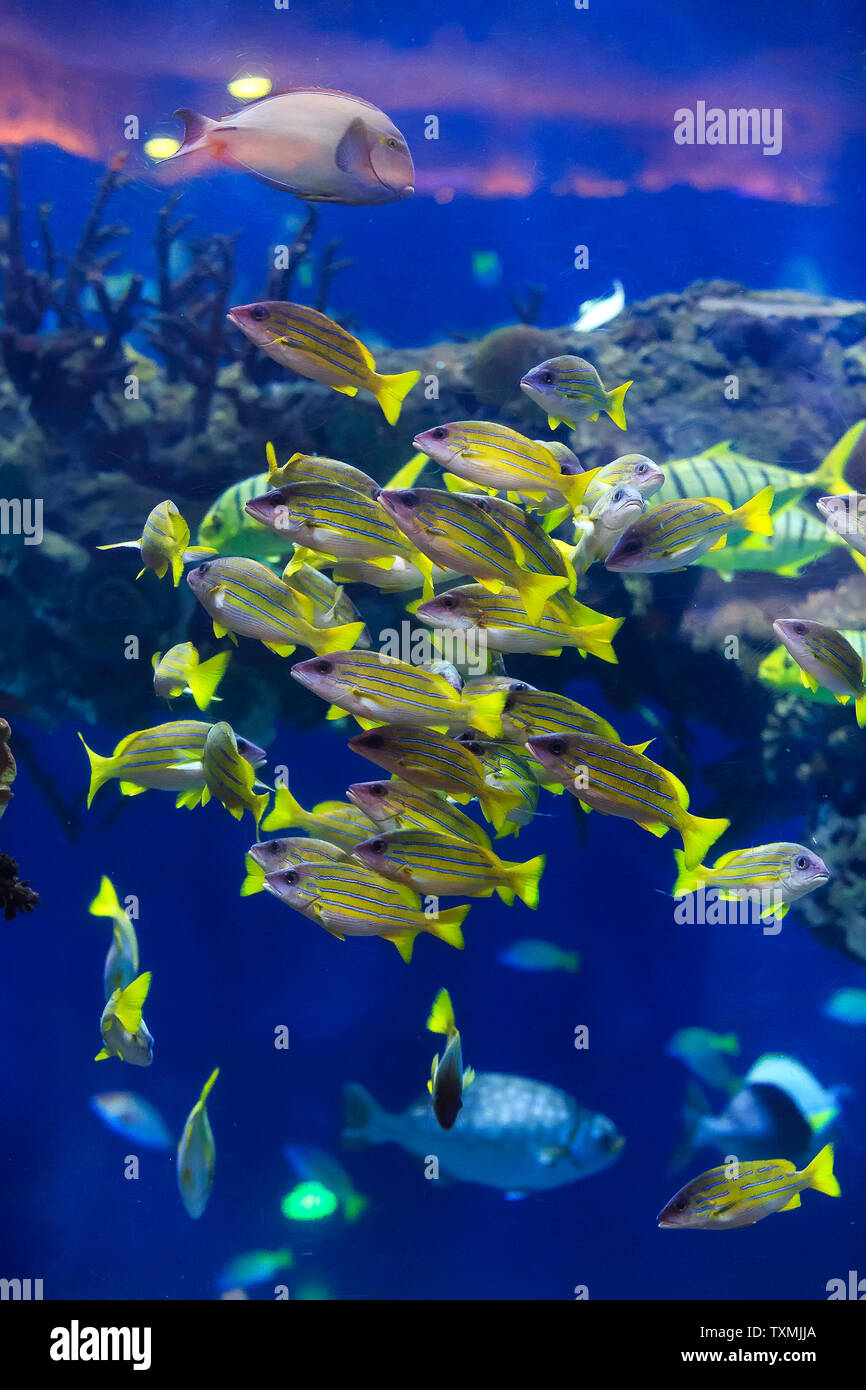 Subsea fish shoal Stock Photo - Alamy